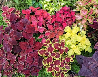 Coleus Kingwood Karnival, Live Starter Plant, Vibrant Ornamental ...