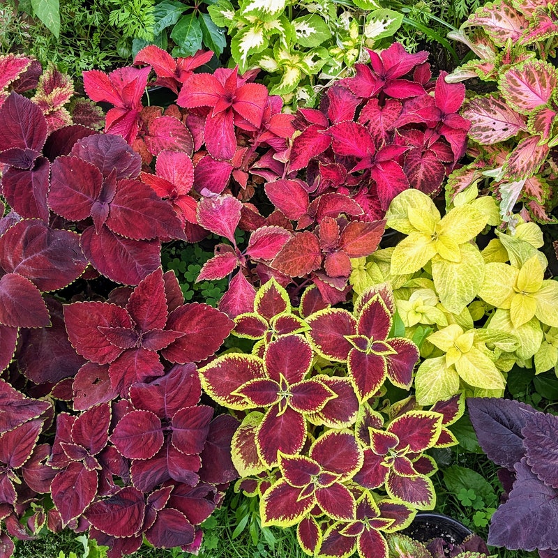 Coleus Seeds - Etsy