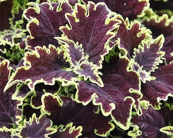 Coleus Moondust, Live Rooted Starter Plant, Vibrant Ornamental Foliage ...