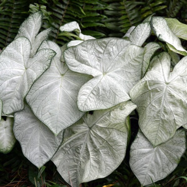 Moonlight Caladium - Etsy