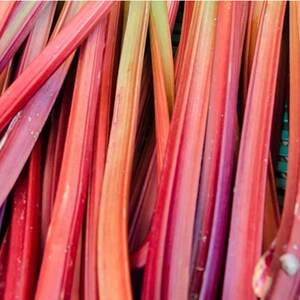 Celery (seeds) Giant Red, Tasty Leaf Vegetable, Easy to Grow Fresh ...