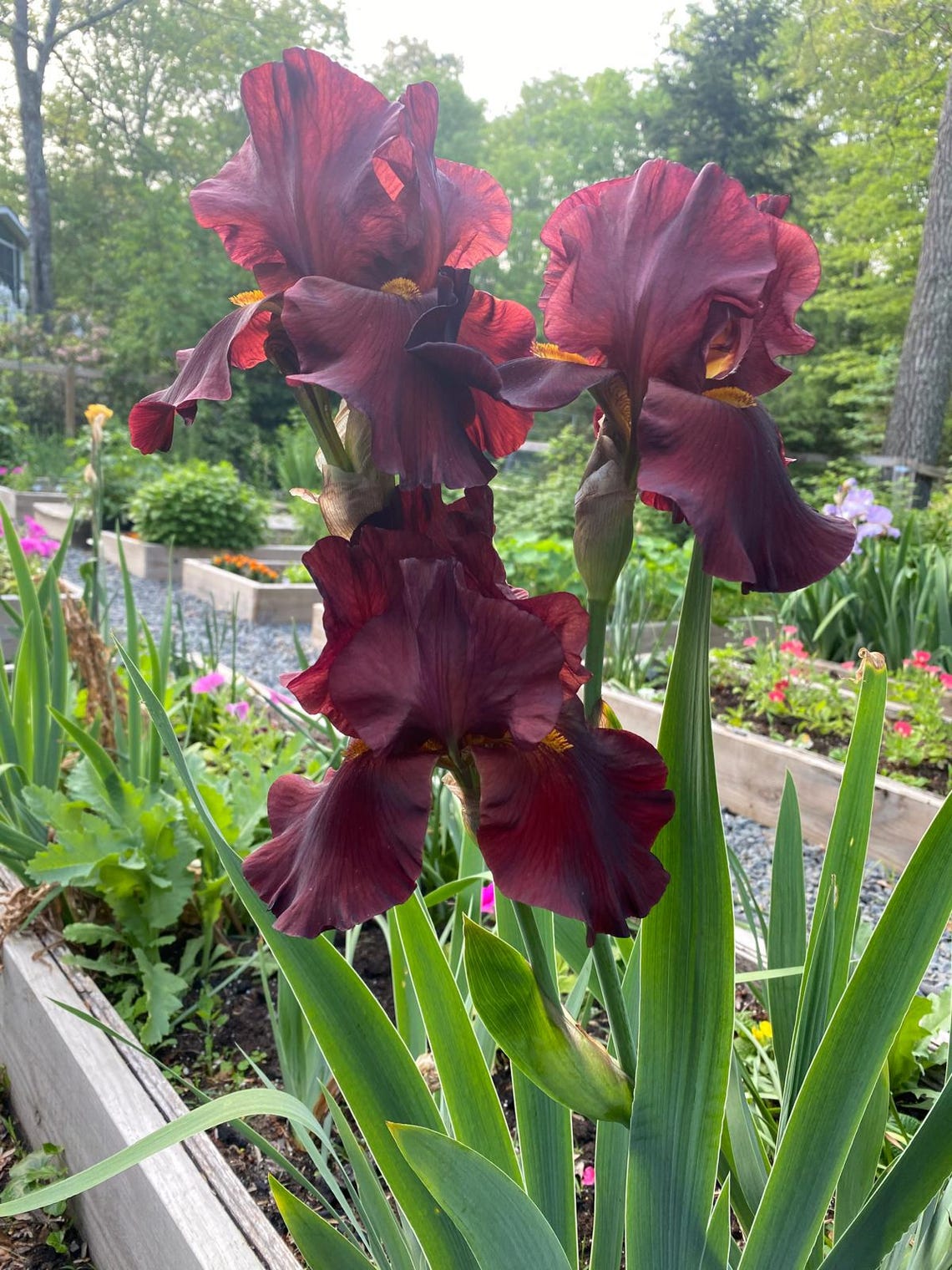 Bearded Iris War Chief (rhizome) Rare Reblooming Ruffled Vibrant Red ...