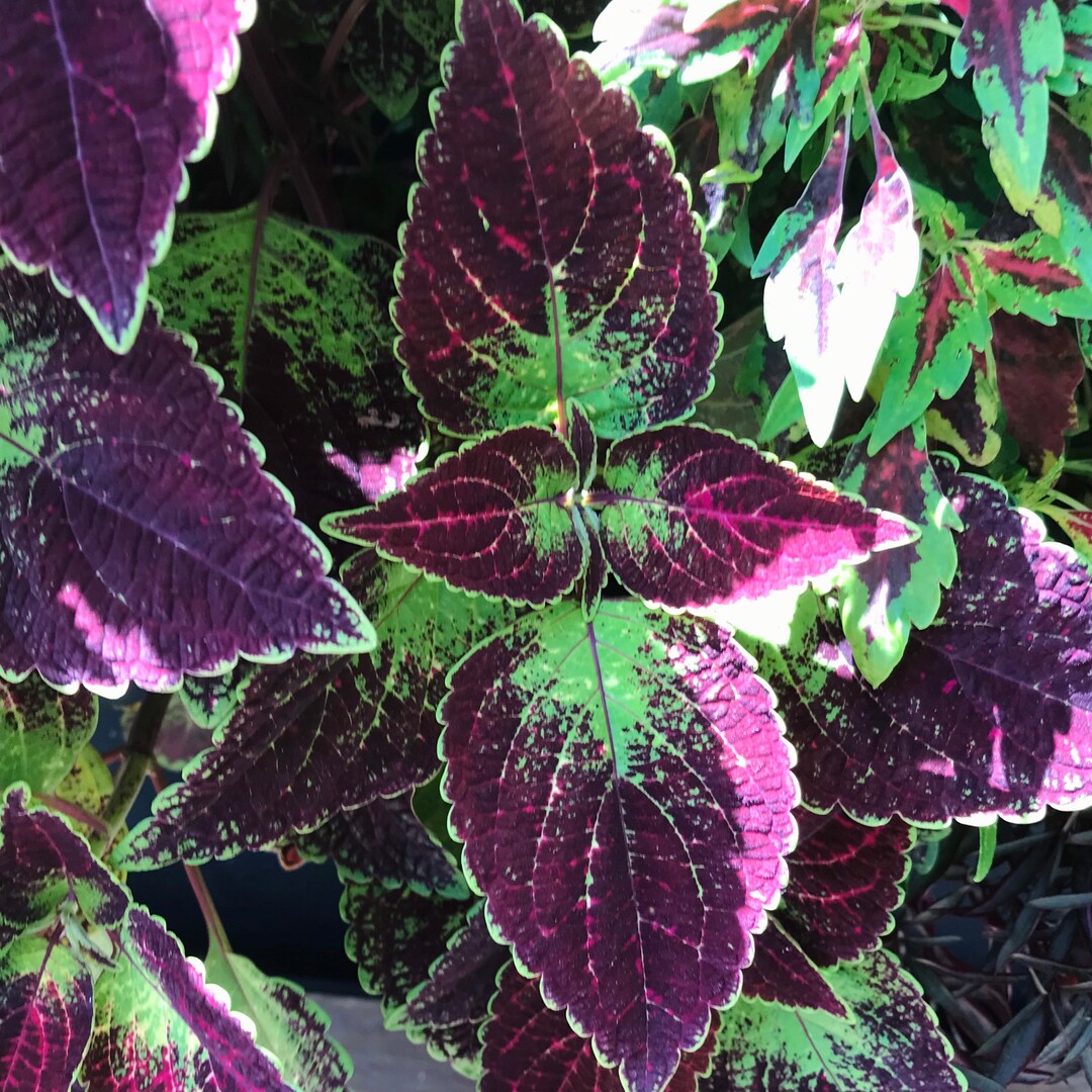 Coleus Solar Sunrise, Live Rooted Starter Plant, Vibrant Ornamental ...