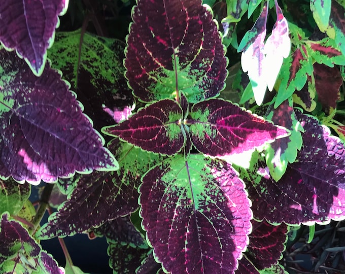 Coleus Bonnie Gold, Live Rooted Starter Plant, Vibrant Ornamental ...