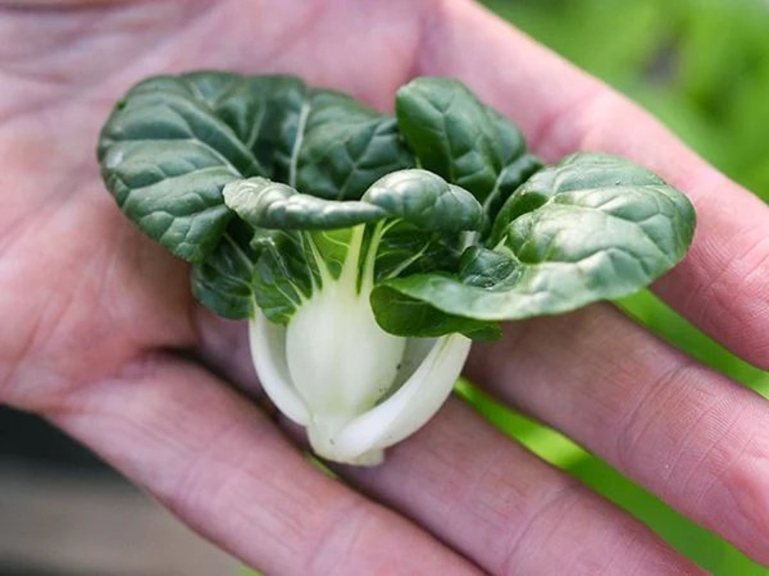 Bok Choy (seeds) Hedou Tiny, Tasty Vegetable & Herb, Easy to Grow ...