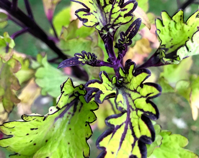 Coleus Rodeo Drive, Live Rooted Starter Plant, Vibrant Ornamental ...