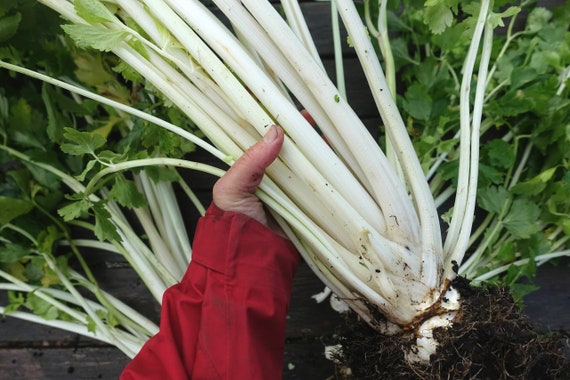 Cultivo De Apio En Contenedores