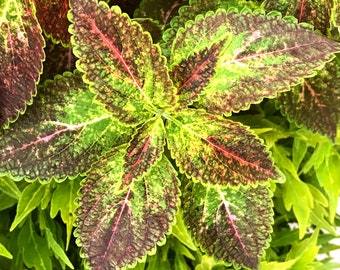 Coleus Kingwood Karnival, Live Starter Plant, Vibrant Ornamental ...