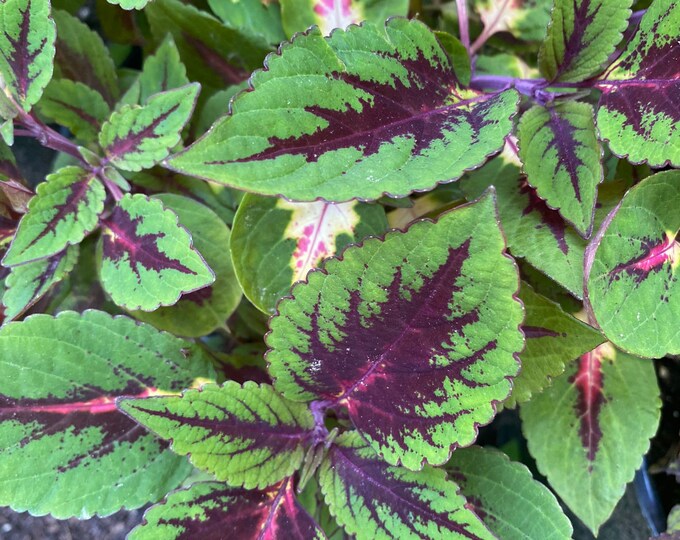 Coleus Ruby Road (cutting) Live Plant, Vibrant Ornamental Foliage ...