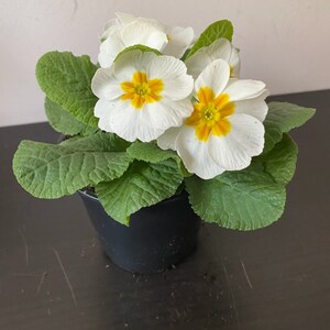 Primrose English Accord White, Plant, Live - Etsy