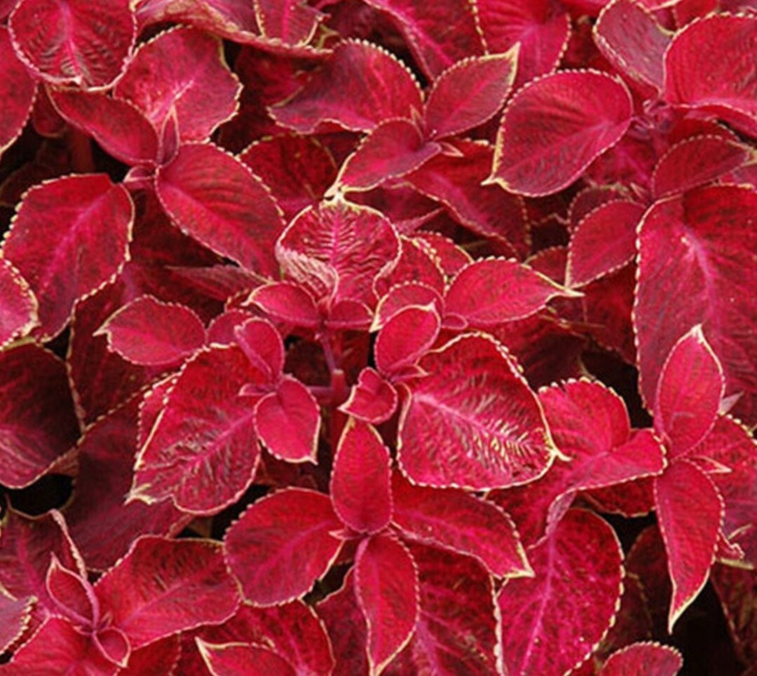 Coleus (seeds) Wizard Velvet Red - Etsy