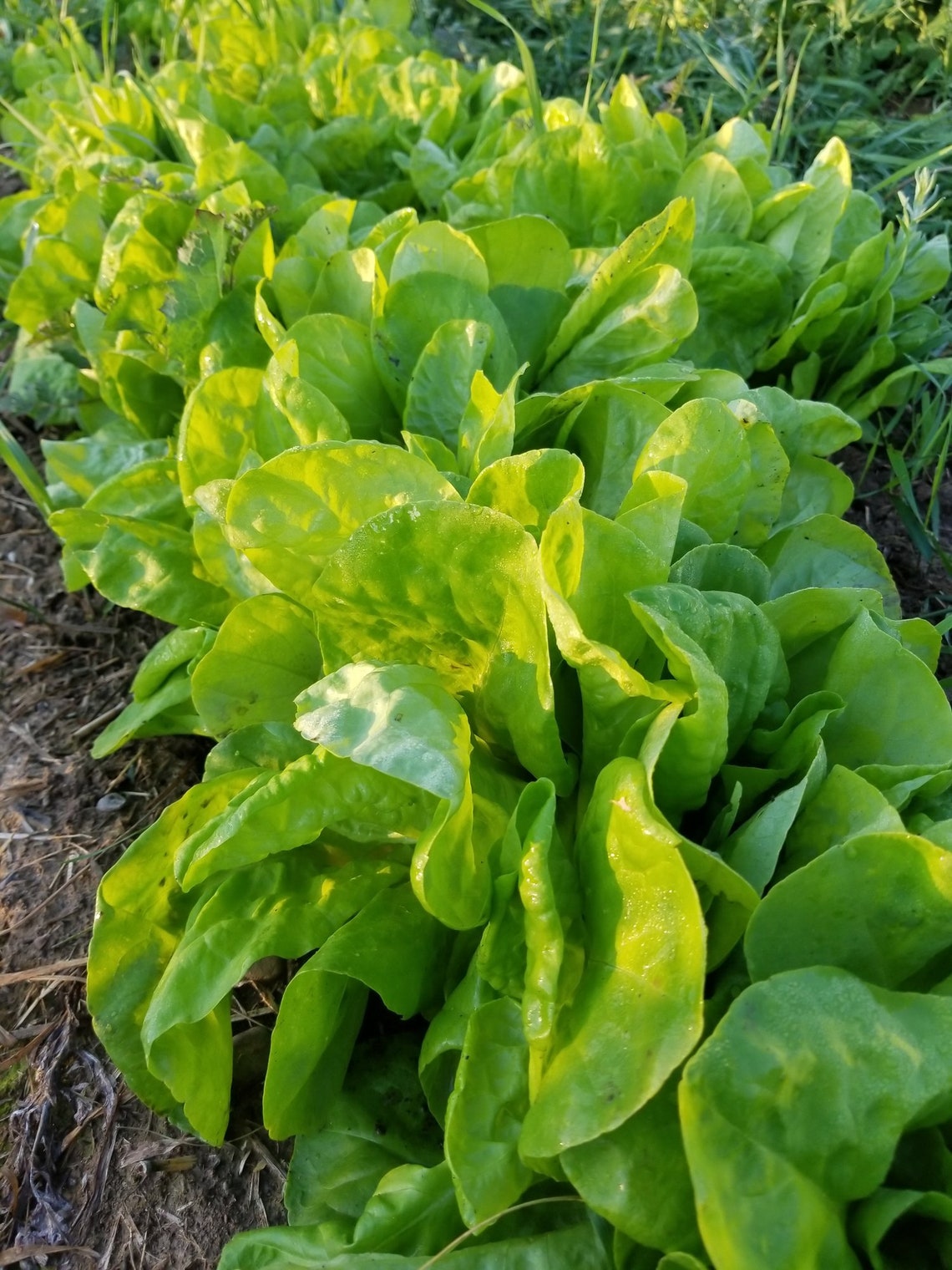 Lettuce (seeds) Landis Winter, Cold Hardy Vegetable, Easy to Grow Fresh ...