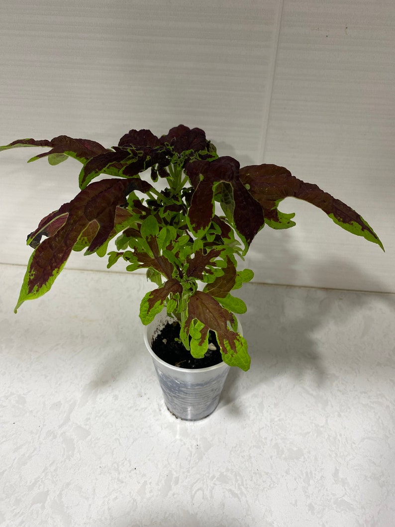 Coleus Giant Fantasy Live Starter Plant Vibrant Ornamental Foliage for ...