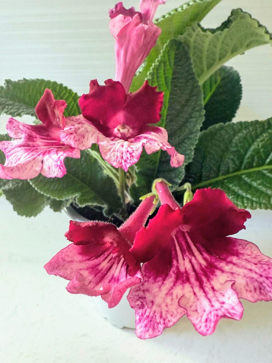 Streptocarpus Ladyslippers Red Bicolor Live Starter Plant, Rare Magenta ...