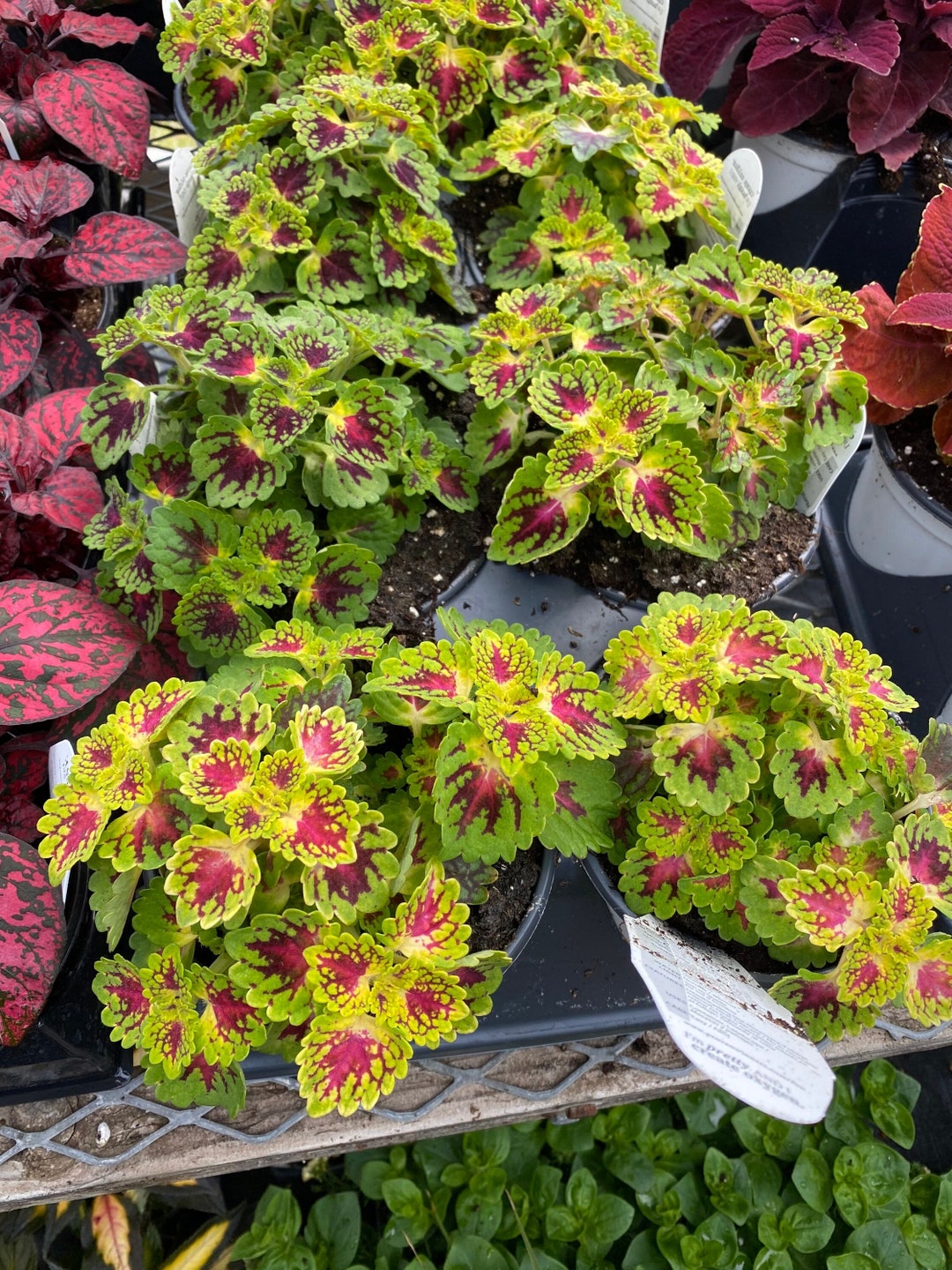 Coleus Great Falls Iguazu, Live Starter Plant, Vibrant Ornamental Foliage, Great for Outdoors ...
