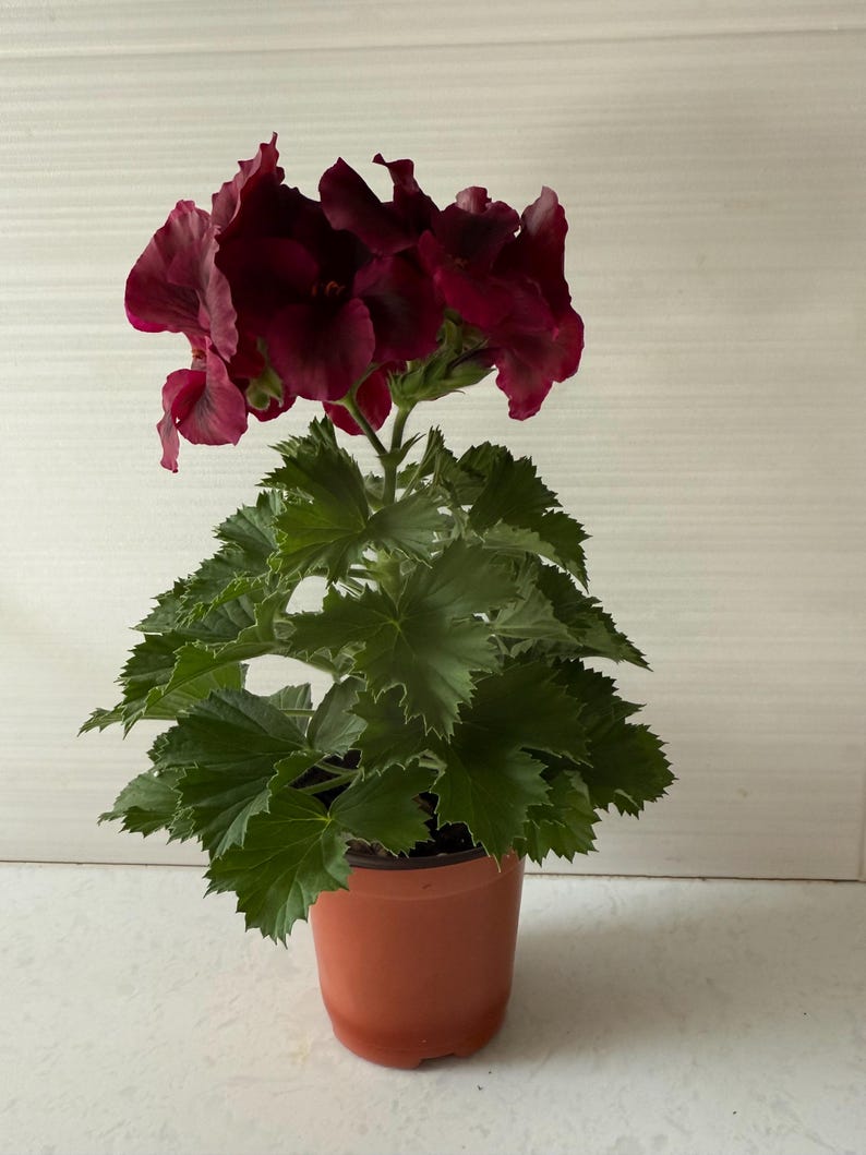 Elegance Burgundy Regal Geranium Live Plant | Rare Pelargonium, Green ...