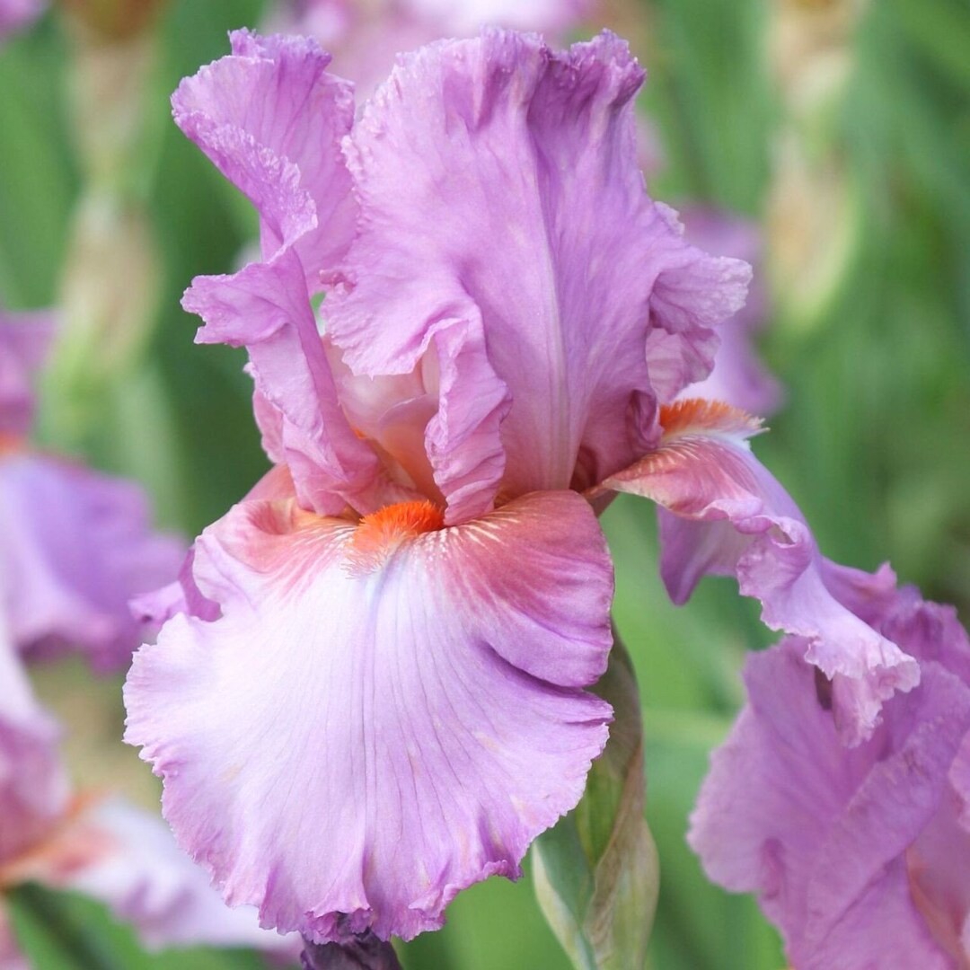 Bearded Iris Persian Berry rhizome Reblooming Ruffled Vibrant Purple ...