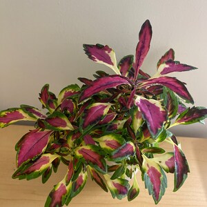 Coleus Fancy Feathers Pink Live Rooted Starter Plant Vibrant - Etsy