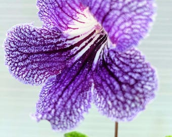 Fiona Streptocarpus Cape Primrose 2.5" Pot Live Starter Plant - Etsy
