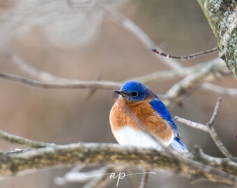Grumpy Eastern Bluebird in a Twisty Baby Black Locust Tree - Etsy
