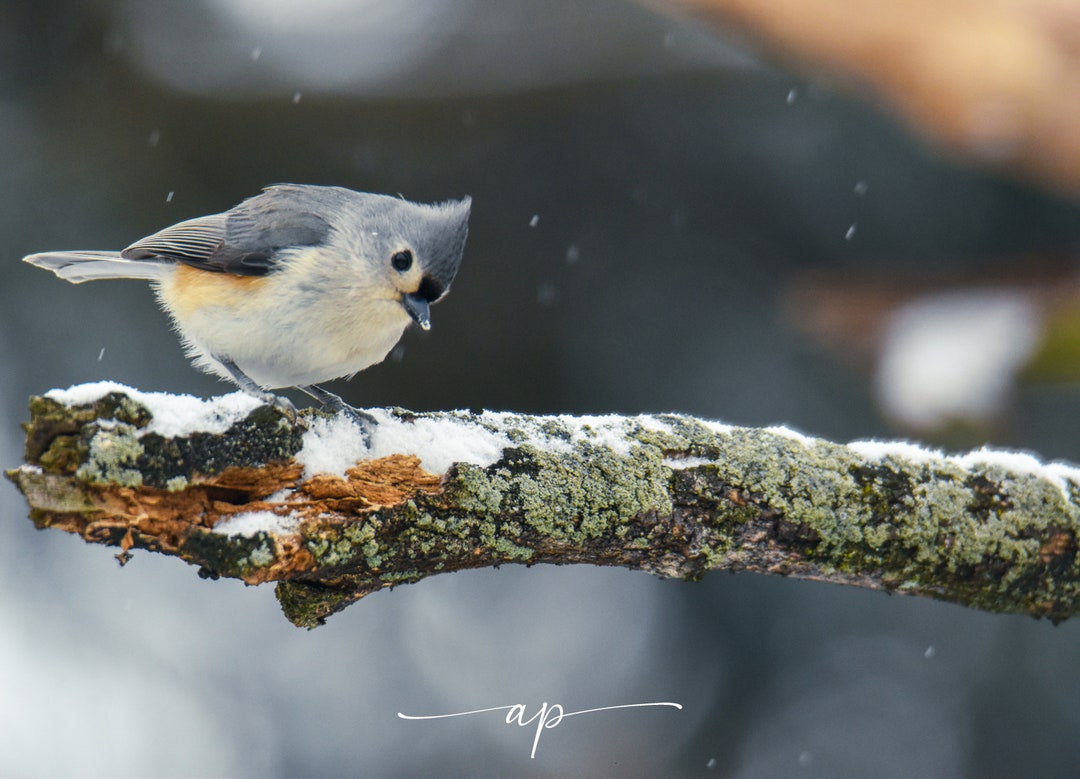 Tufted Titmouse Playing in the Snow Photograph Photo Download - Etsy