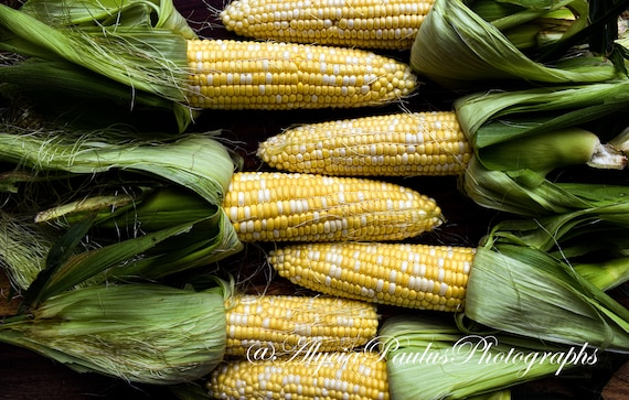 Sweet Corn Photo Download - Etsy