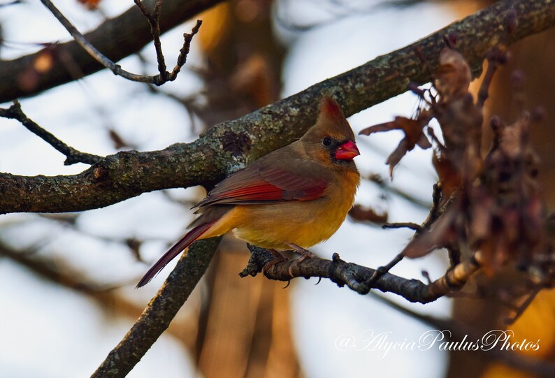 Female Cardinal Bird Photograph Photo Download - Etsy