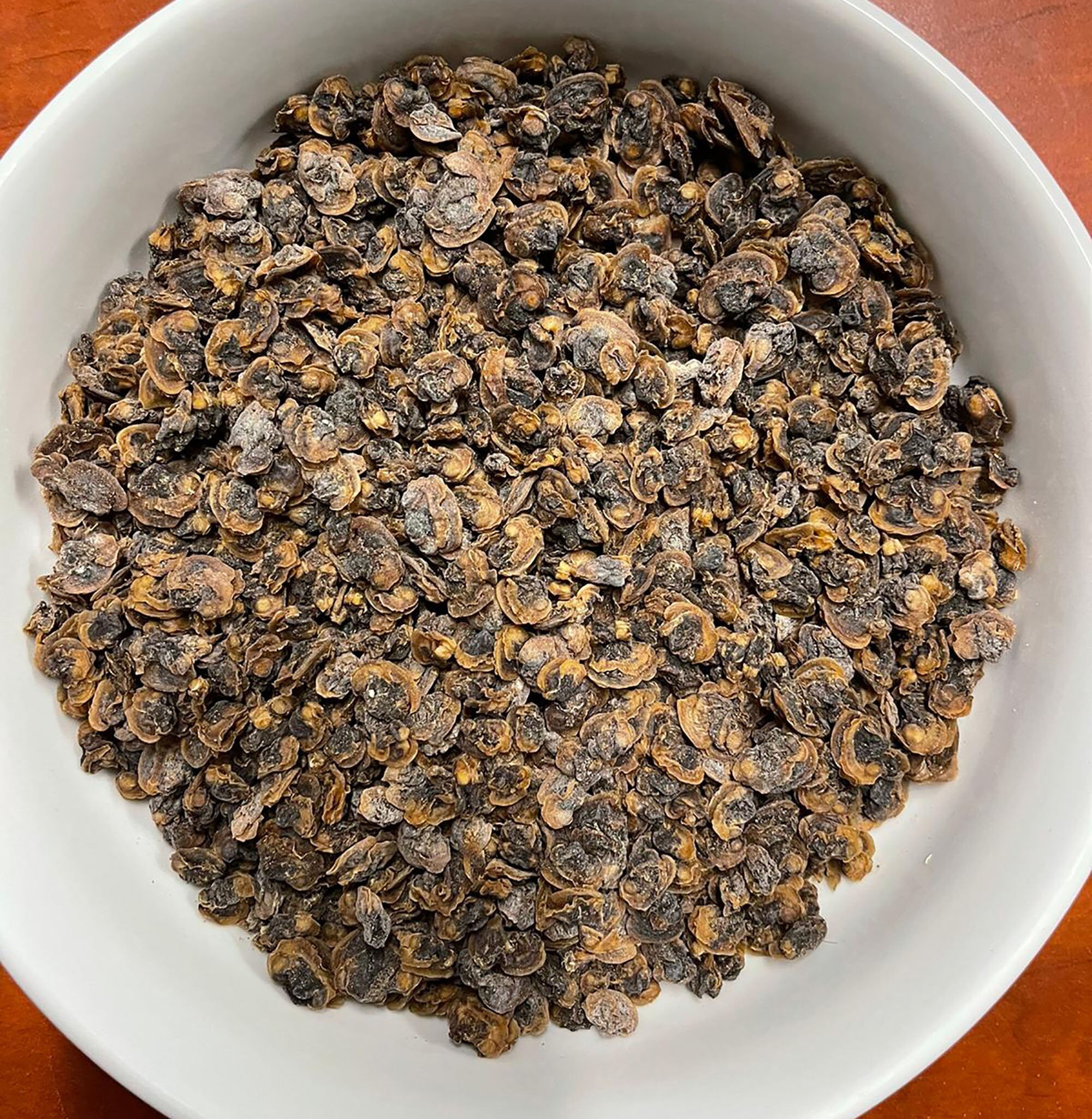 Clams pagne Mollusks Senegalese West Africa EBBEH - Etsy