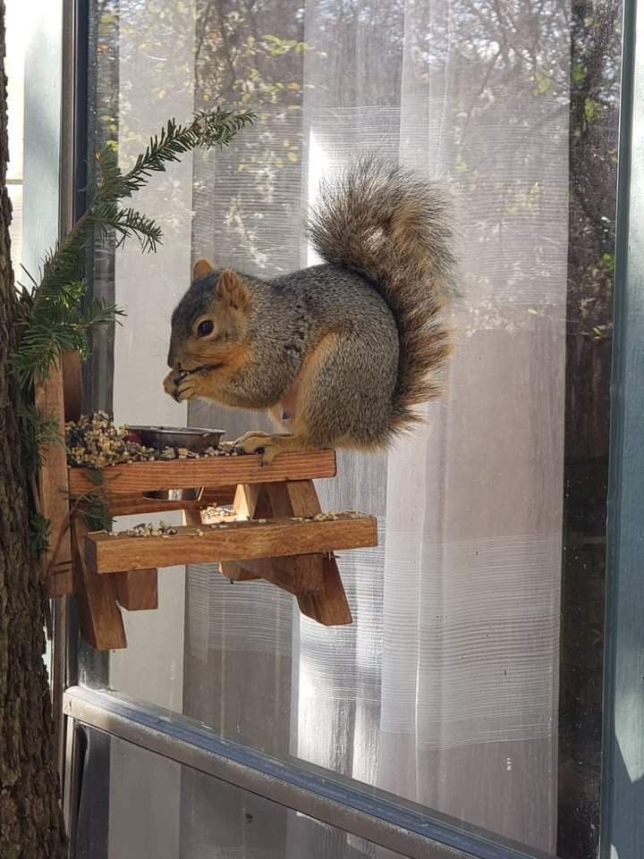 Handmade Squirrel Picnic Table Picnic Table for Squirrel - Etsy