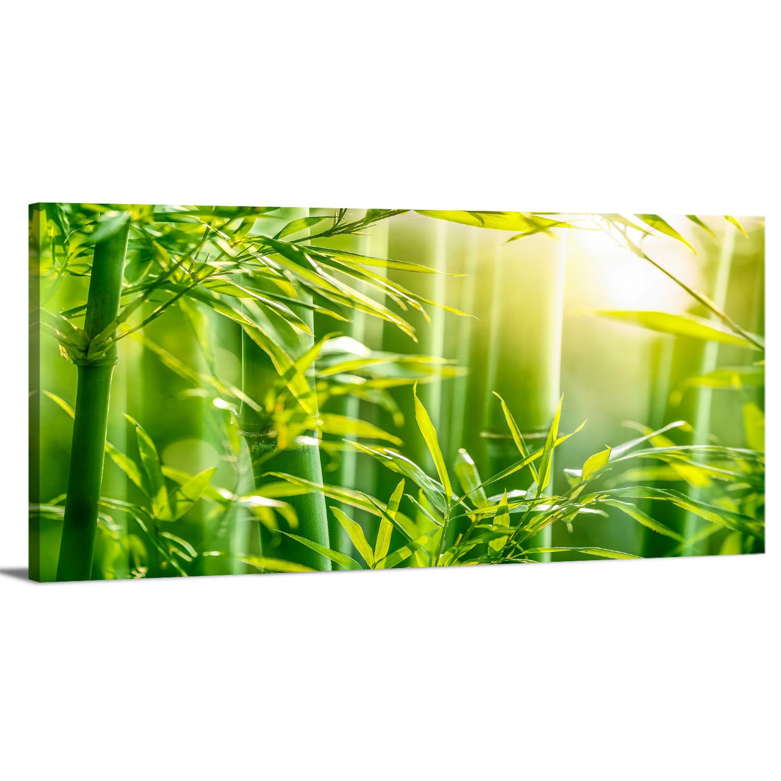 Bamboo Forest in the Morning Sunlight Sunrise Nature Floral & | Etsy