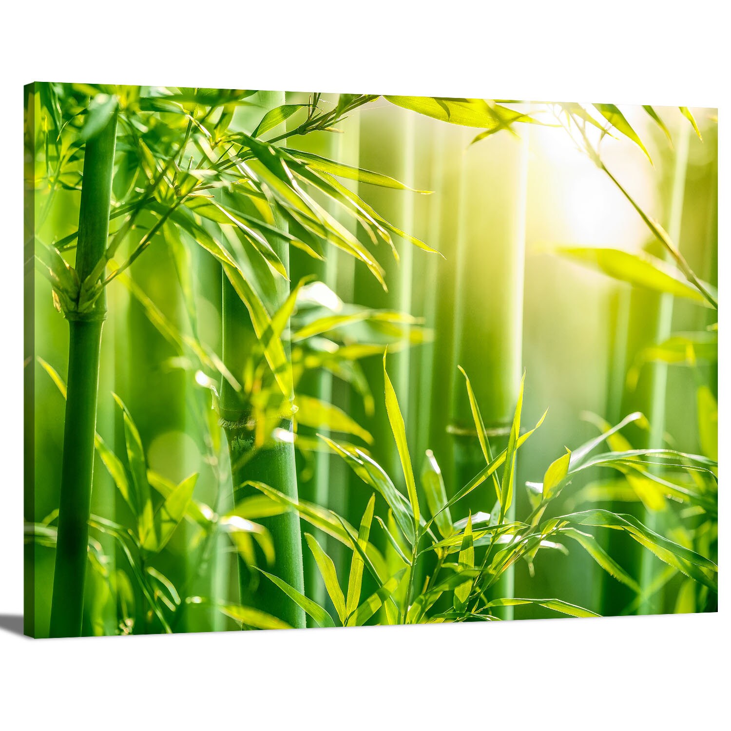 Bamboo Forest in the Morning Sunlight Sunrise Nature Floral & | Etsy