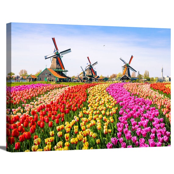 Colorful Tulips and Traditional Dutch Windmills Landscape | Etsy