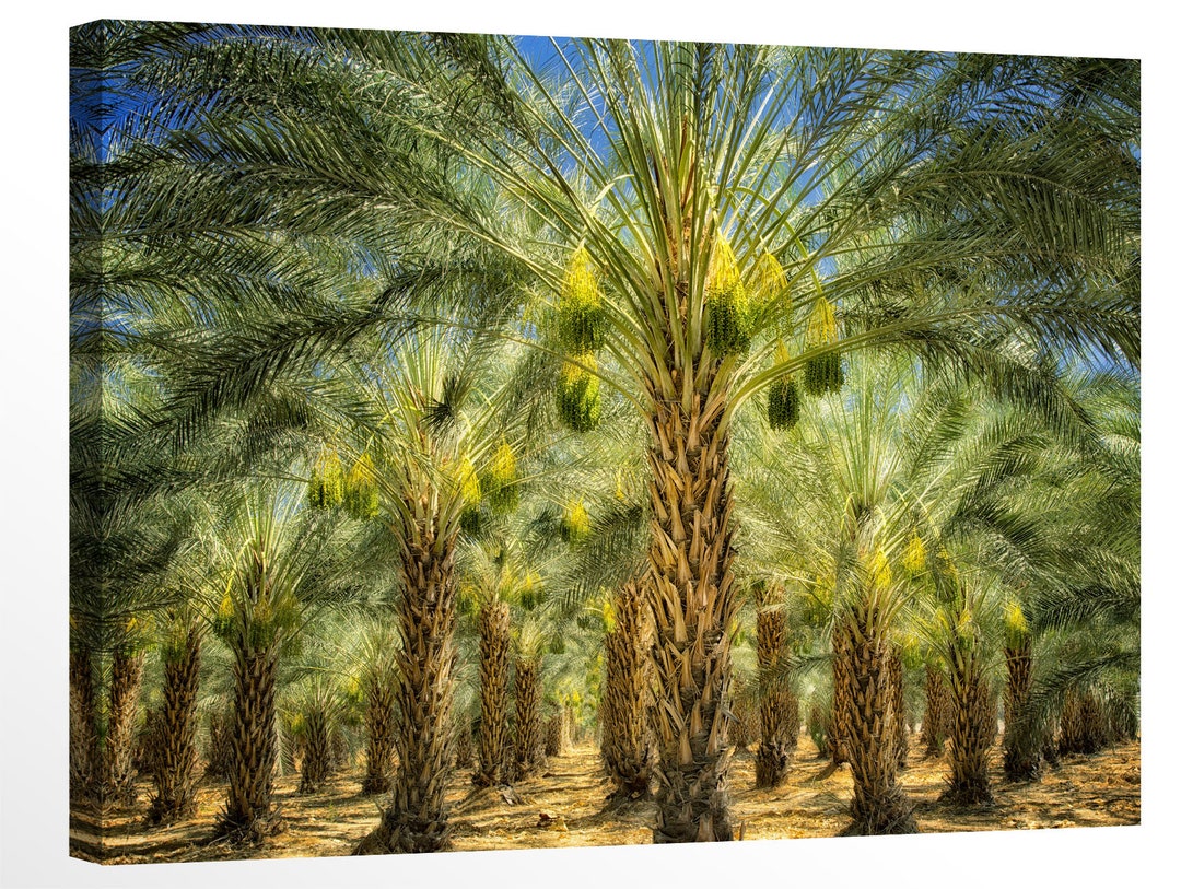 Date Palm Tree Orchard With Fruit in California by Dennis - Etsy