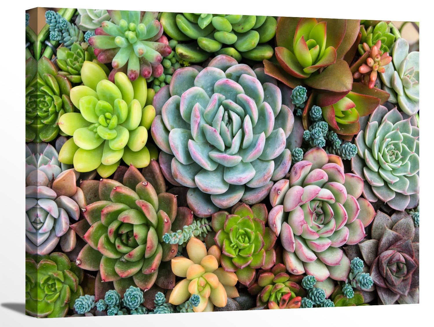 Photography of Assorted Succulent Cactus Plant Cacti Nature Floral ...