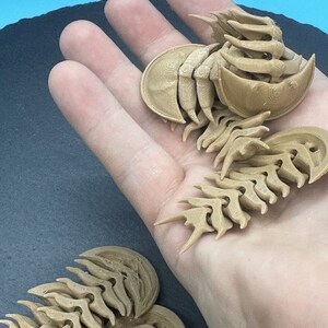5pkg & 10pkg Articulated Trilobite, Fidget Dinosaur, Articulated ...