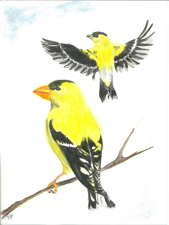 American Goldfinch - Etsy