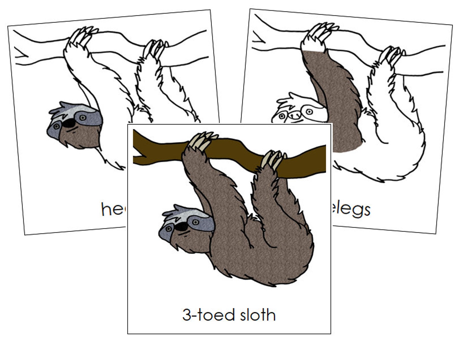 Parts of a Sloth Nomenclature 3-part Cards Zoology - Etsy
