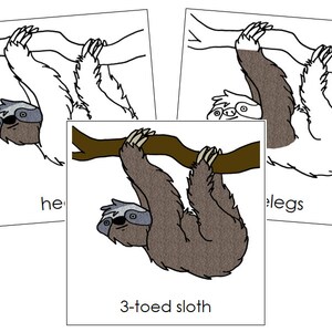 Parts of a Sloth Nomenclature 3-part Cards - Zoology - Printable ...