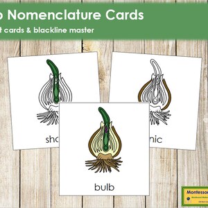 Parts of a Bulb Nomenclature 3-Part Cards Montessori Botany | Etsy