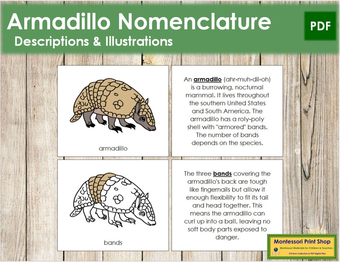 Parts of an Armadillo Nomenclature Book Montessori Zoology - Etsy