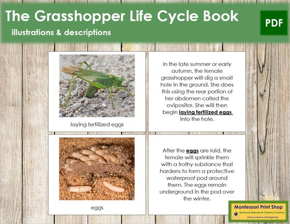 The Grasshopper Life Cycle Book Montessori Nomenclature | Etsy