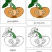 Parts of a Pumpkin Nomenclature 3-part Cards Montessori Botany ...