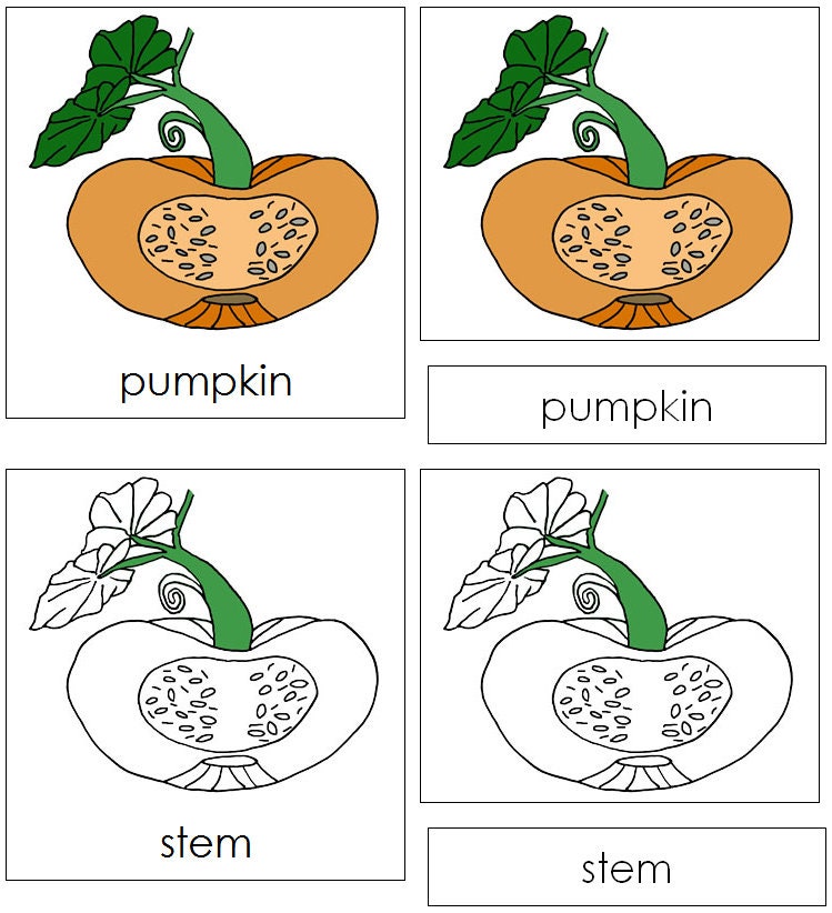 Partes de una nomenclatura de calabaza Tarjetas de 3 partes - Etsy España
