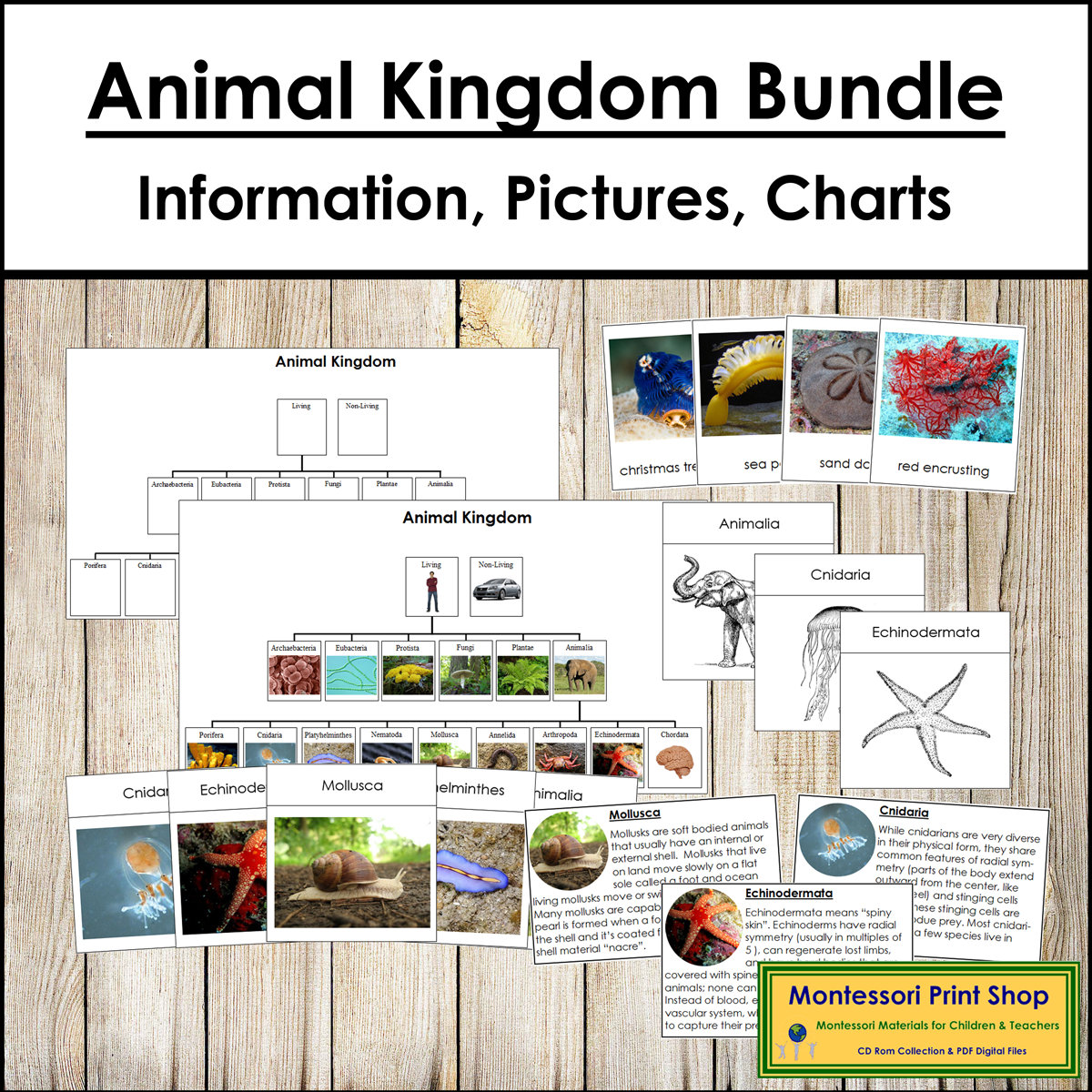 Animal Kingdom Diagram