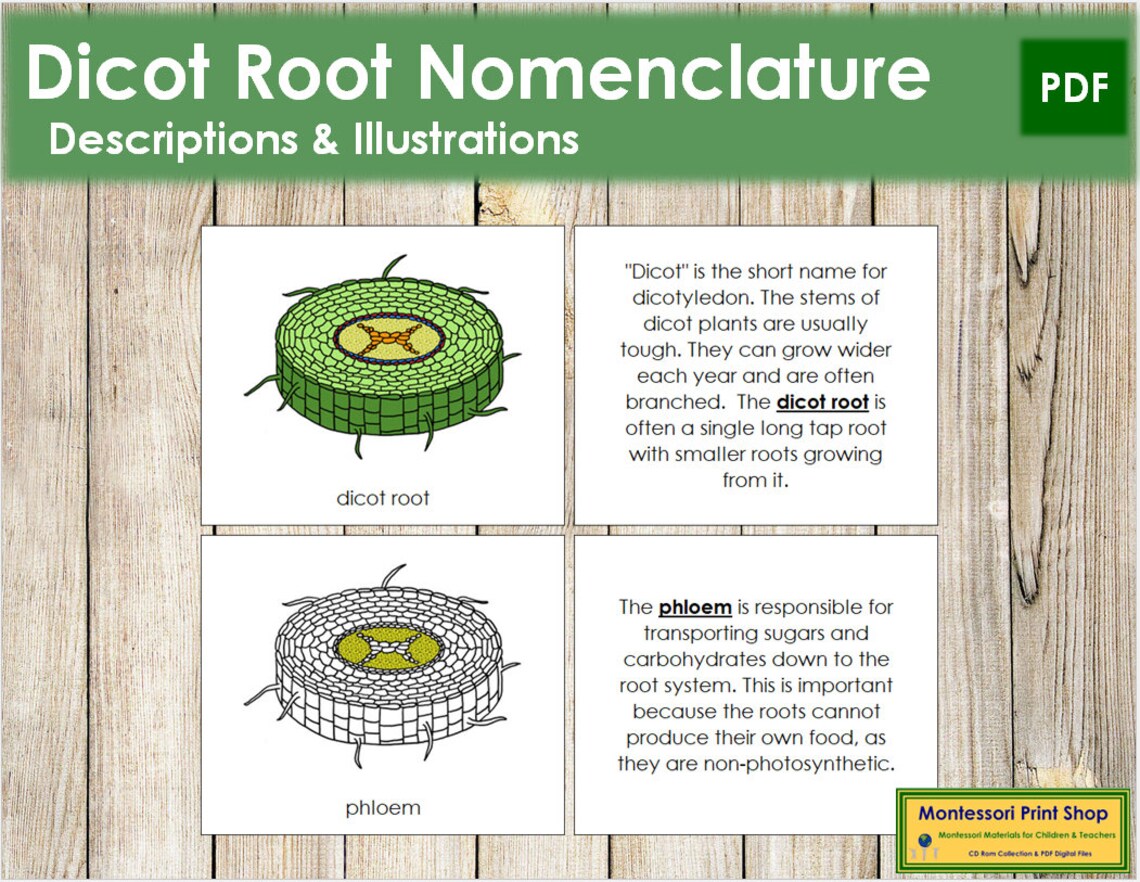 Parts of a Dicot Root Nomenclature Book Botany Printable - Etsy