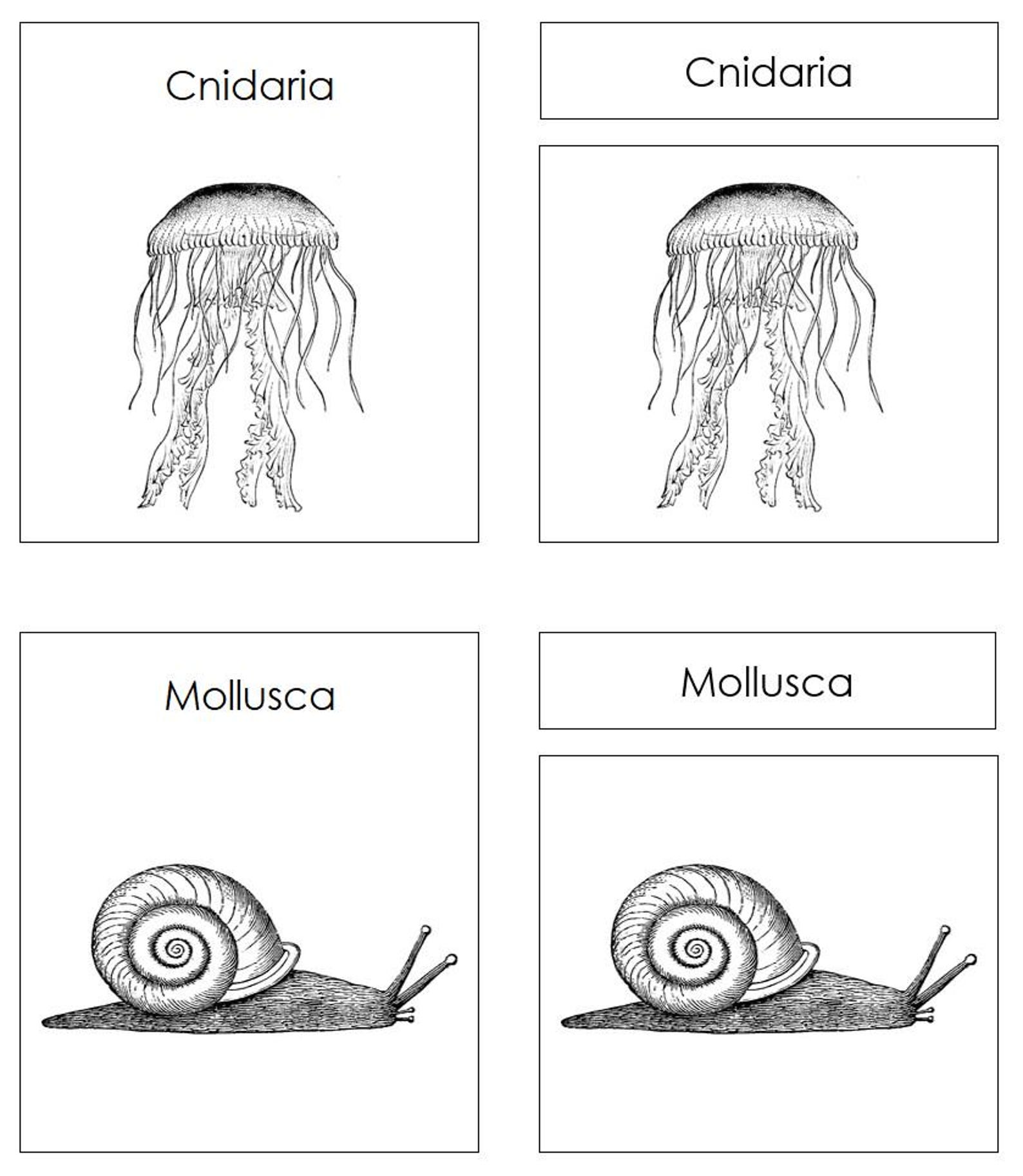 Montessori Animal Kingdom Charts & Cards [blackline Masters] - Animal ...