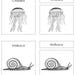 Montessori Animal Kingdom Charts & Cards [blackline Masters] - Animal ...