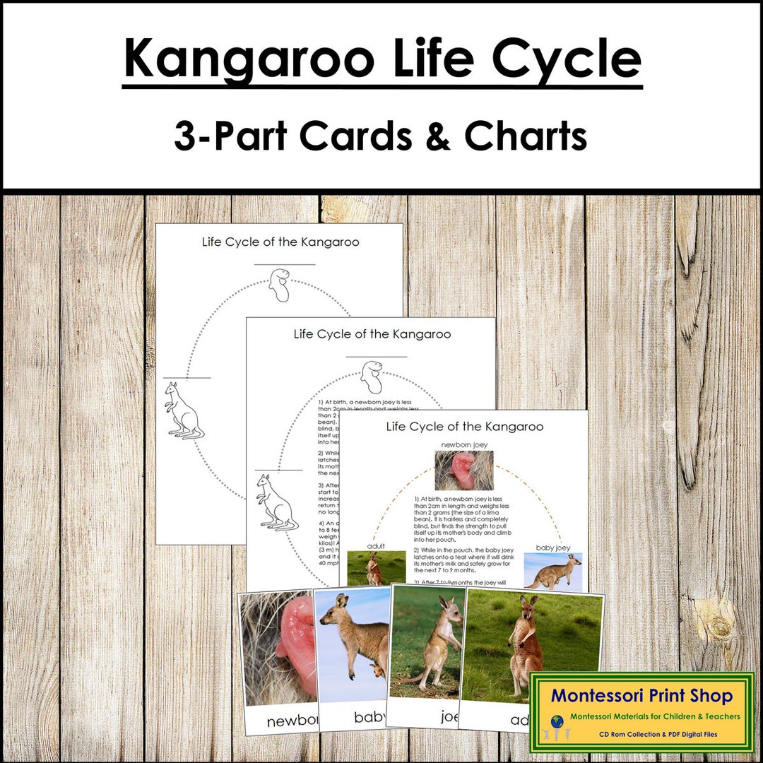 The Kangaroo Life Cycle 3-part Cards & Charts - Montessori Nomenclature ...