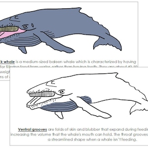 Parts of a Humpback Whale Nomenclature Book - Montessori Zoology ...
