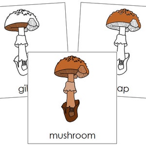Parts of a Mushroom Nomenclature 3-part Cards & Blackline Master ...